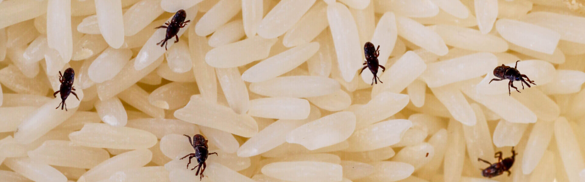 Weevils Pest Control – Weevil Exterminator & Treatments