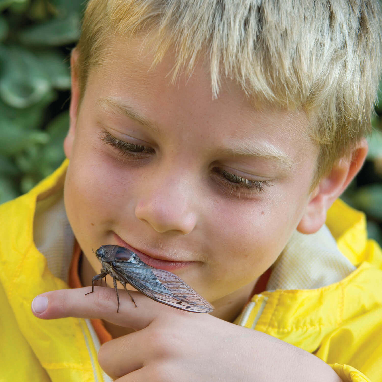 Cicada Season | Myths & Truths About the 17 Year Cicada