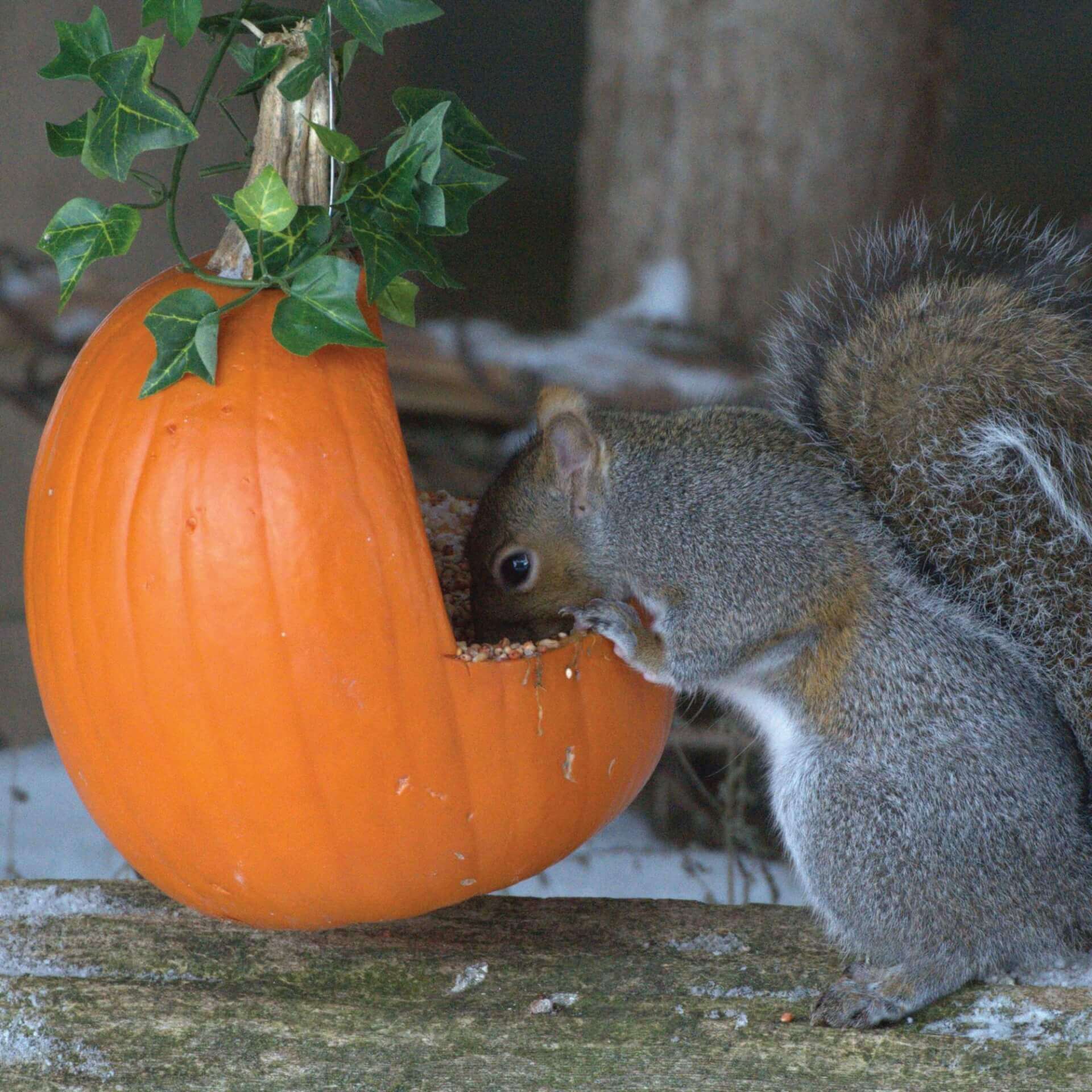 Everything You Wanted to Know About Squirrels - Waltham Pest Services