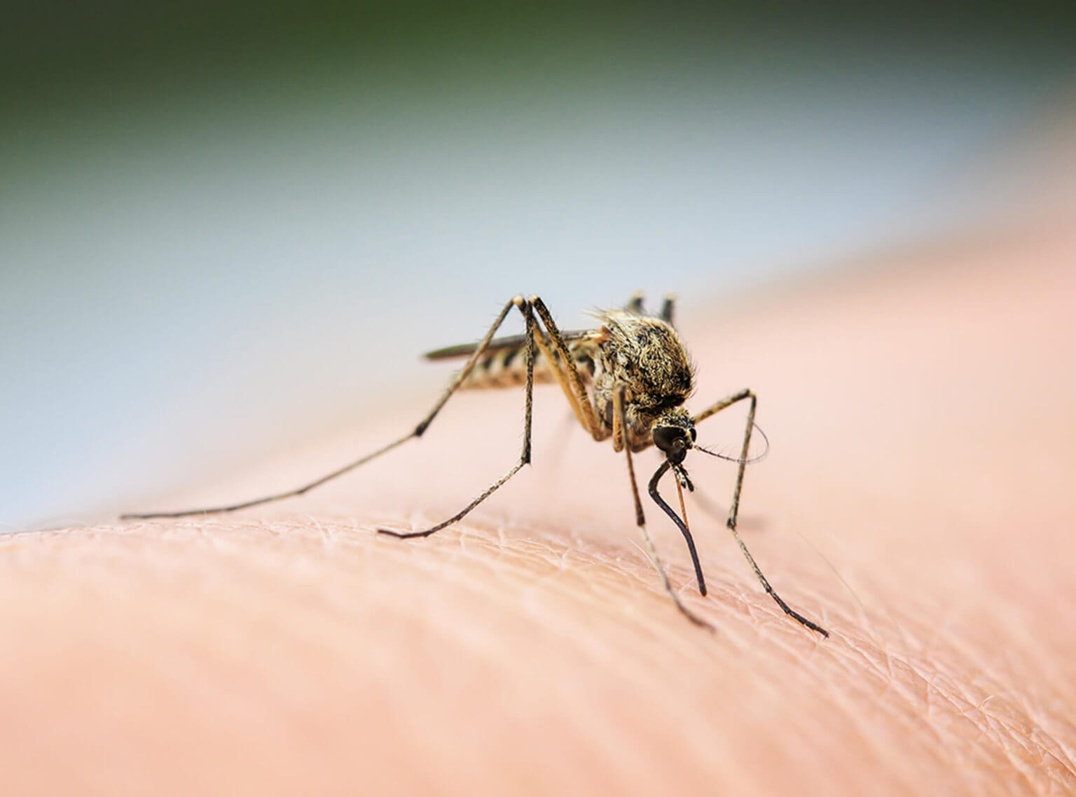 Pictures of Mosquitoes: Photo Gallery of Mosquito Images