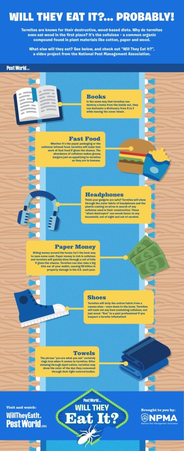 Termite Activity in Cold Weather: Where Do Termites Go in Winter?
