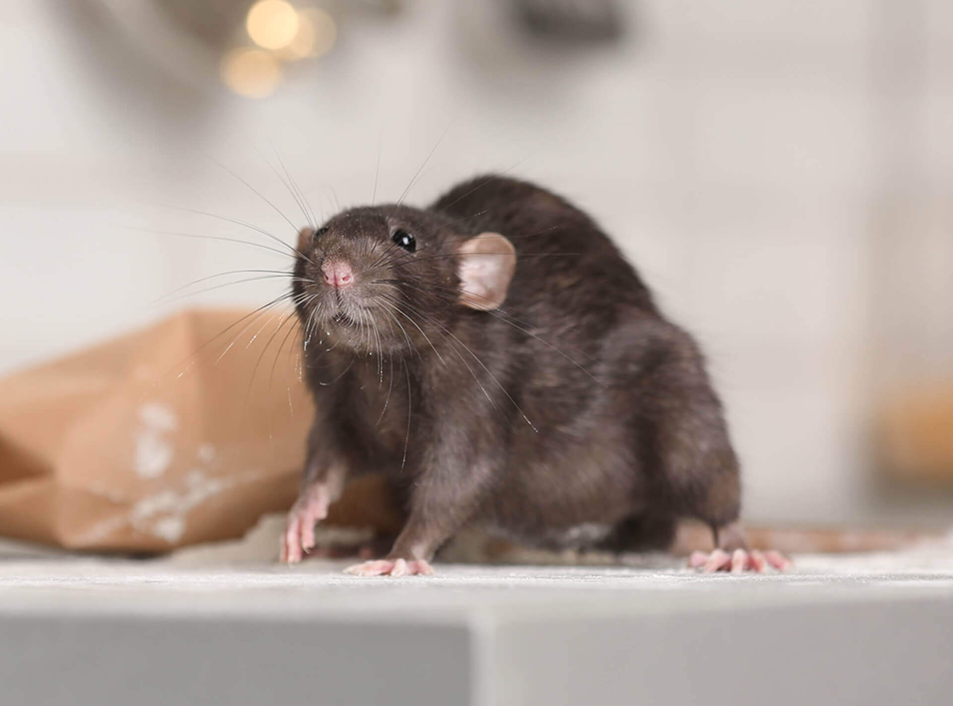 Rat Facts - Waltham Pest Services