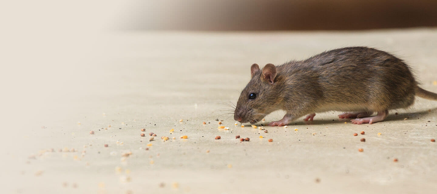 Save on Rodent Control with Waltham Pest Services