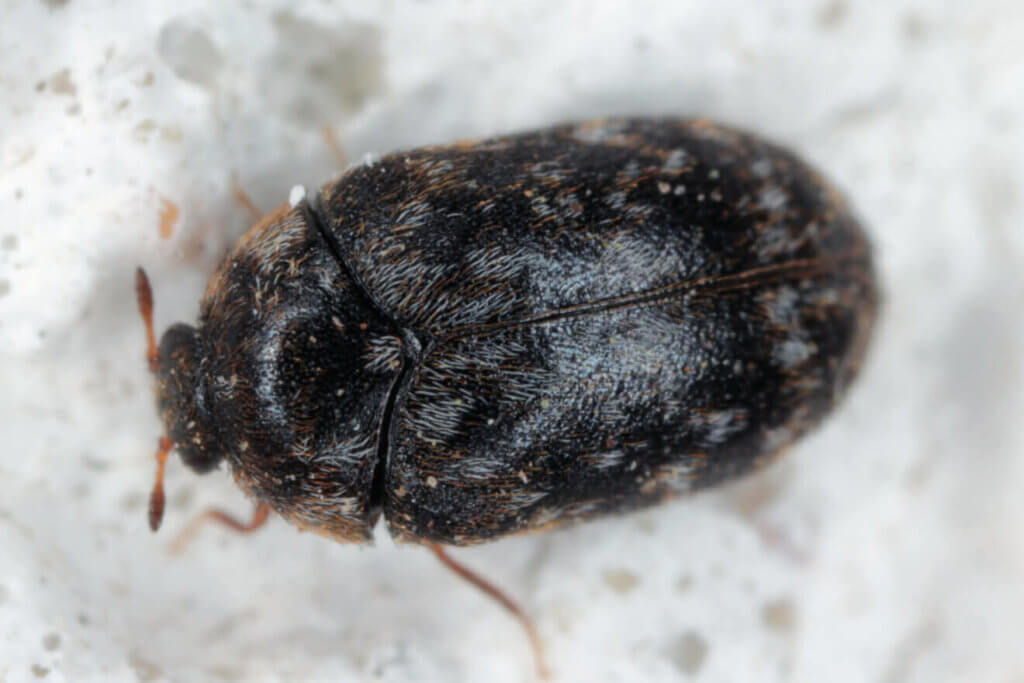 Warehouse Beetle Control: Keep Your Warehouse Pest-Free