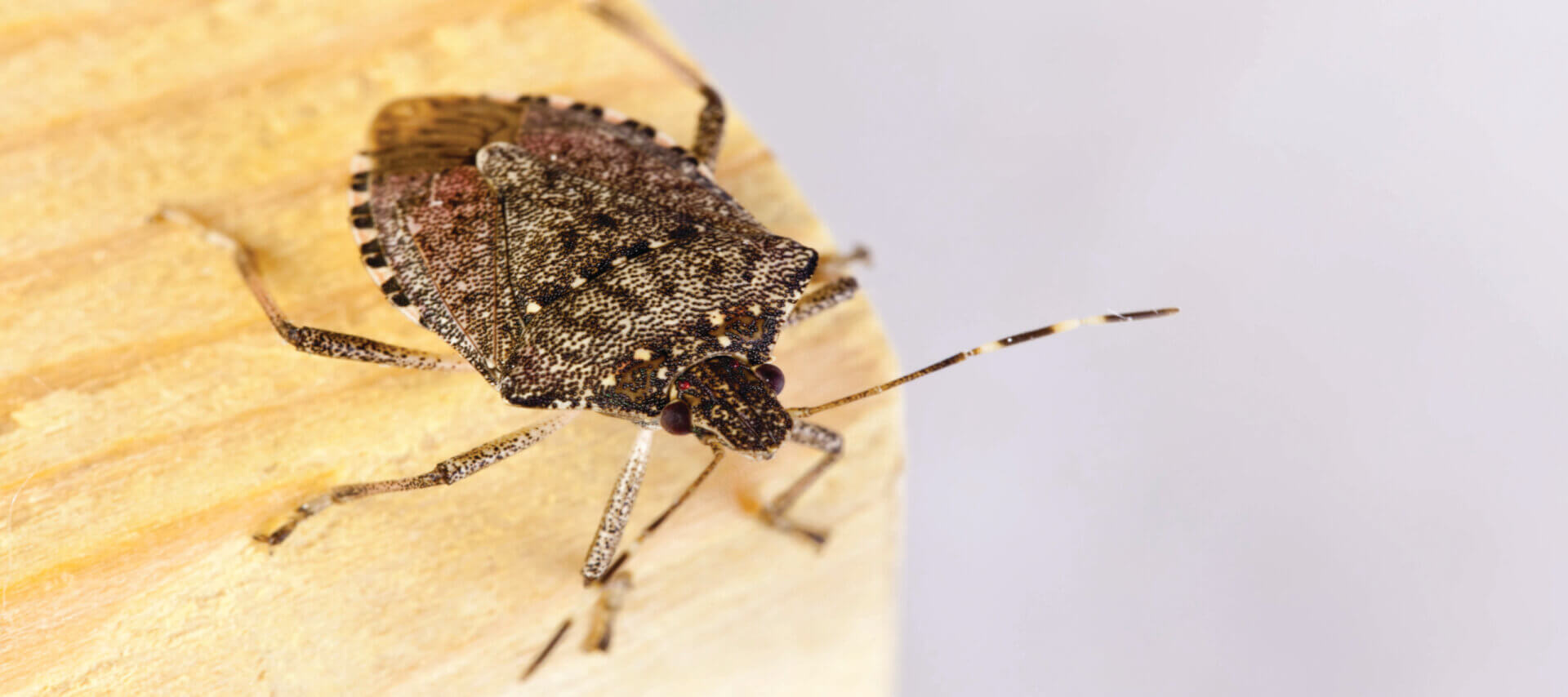 Overwintering: Pest Strategies for Surviving Winter - Waltham Pest Services