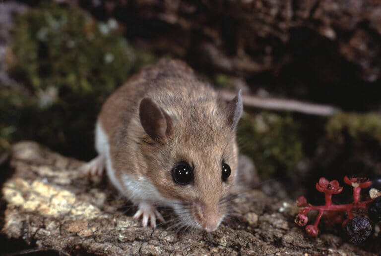 White-Footed Mouse Control: Prevention Tips for White-Footed Mice