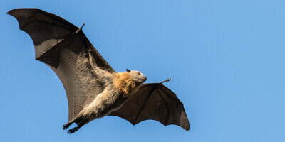 Everything You Wanted to Know About Bats - Waltham Pest Services