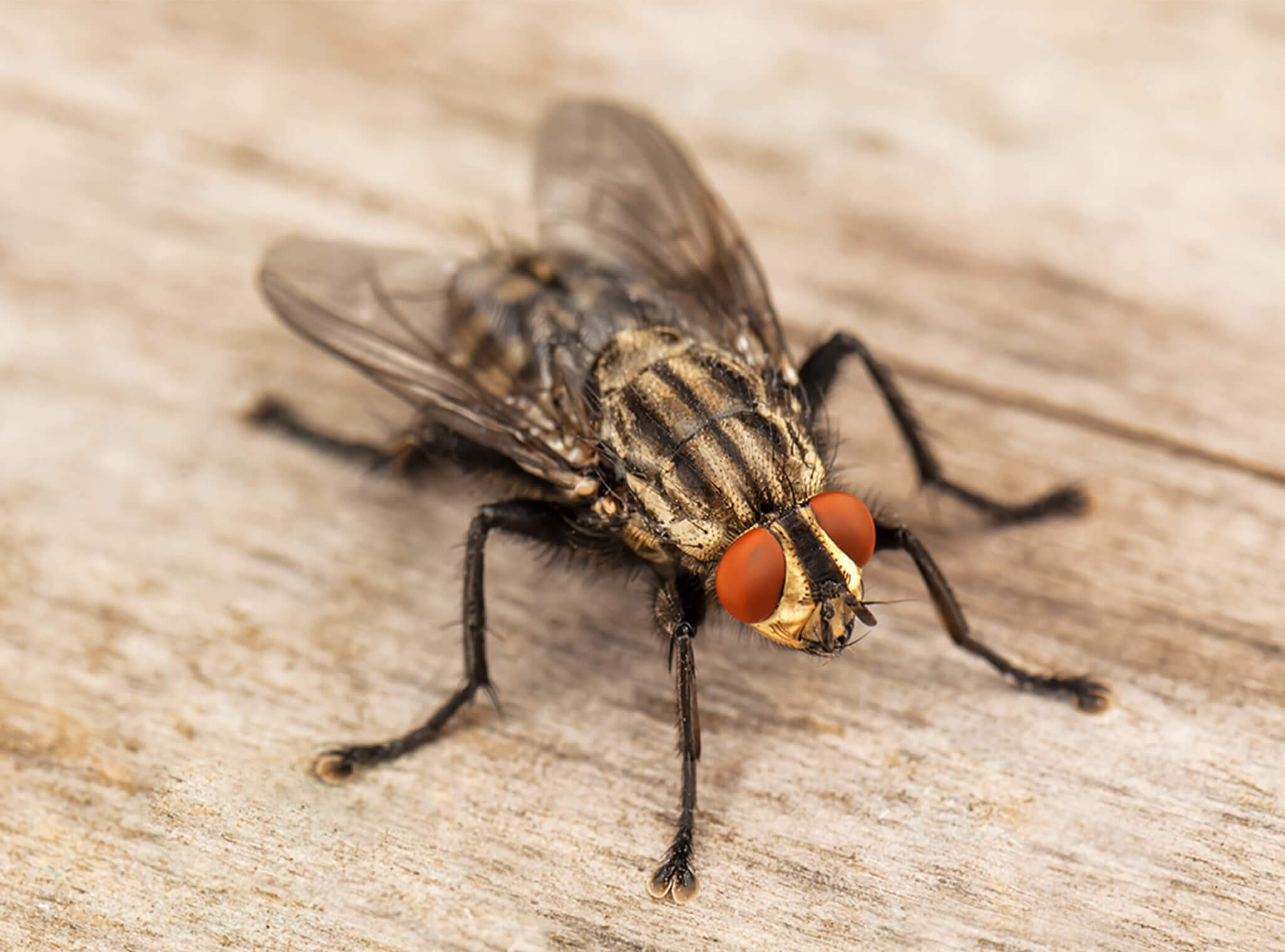 Pictures of Flies: Photo Gallery of Fly Images | Waltham Pest Services