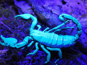 All About Scorpions - Waltham Pest Services