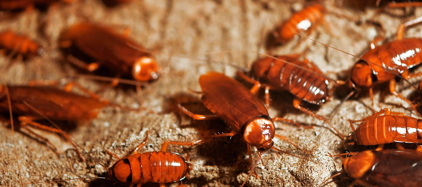 Cockroach Control | New England Roach Treatment - Waltham Pest Services