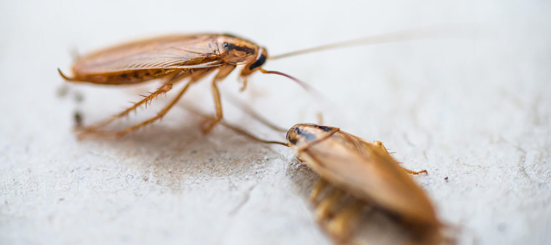 Commercial Cockroach Control | Roach Exterminator & Treatments