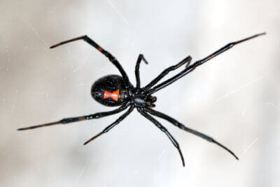 NH Spiders - Waltham Pest Services