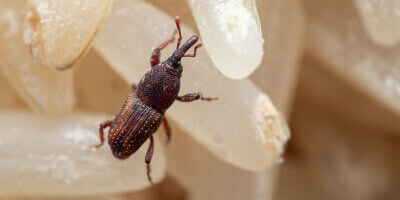 Rice Weevil Control: Protect Your Grains from Infestation