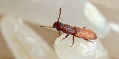Types of Beetles in New England: Species ID
