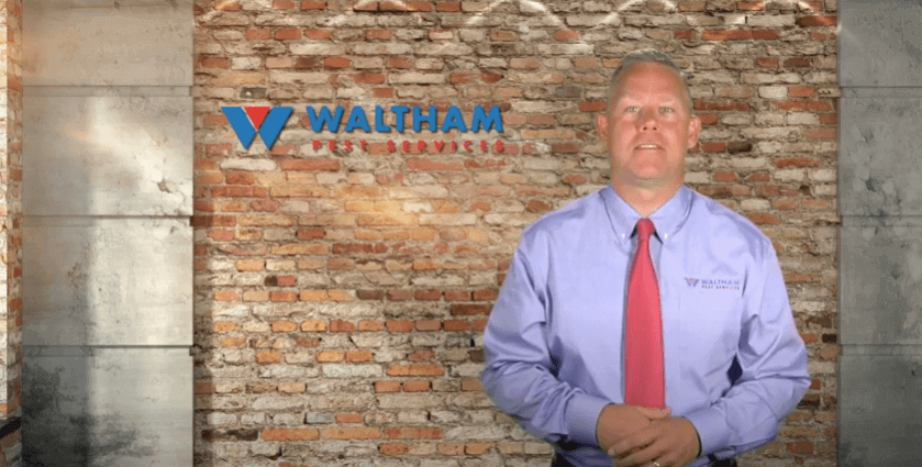 Pest Control & Exterminator Services - Waltham Pest Services